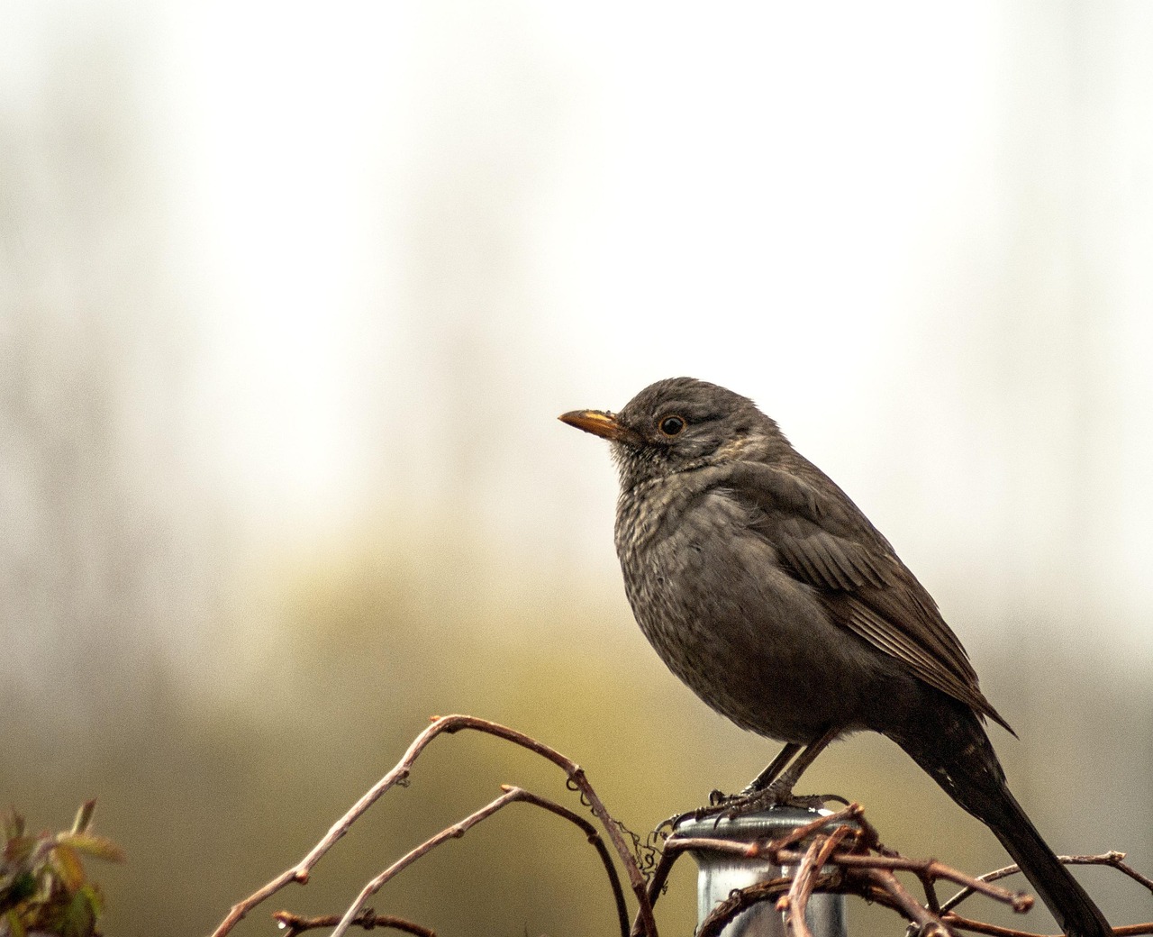 20,000+ Free Blackbird Flying & Blackbird Images - Pixabay
