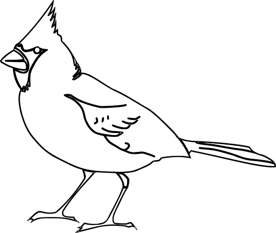 1,000+ Free Bird Drawing & Bird Images - Pixabay