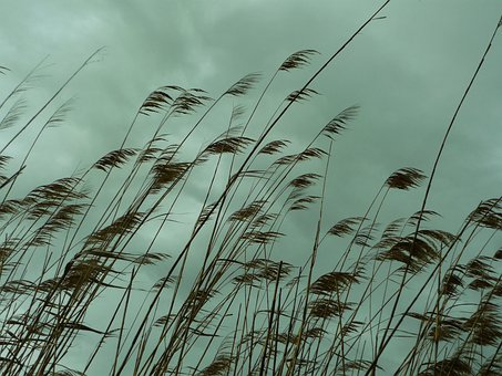 Más de 10 imágenes gratis de Carrizo y Naturaleza