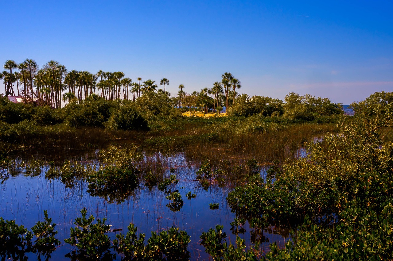 Pine Island Florida Marshlands - Free photo on Pixabay - Pixabay