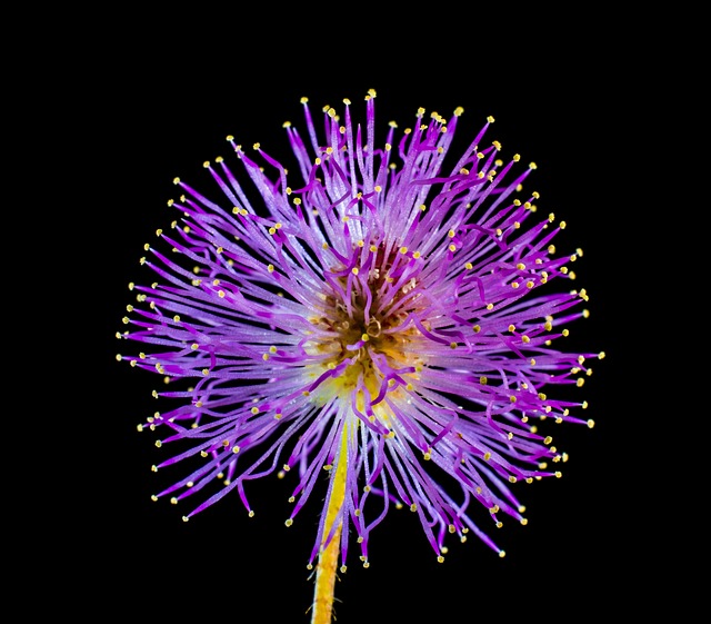 50,000+ Free Small Flowers & Nature Images - Pixabay