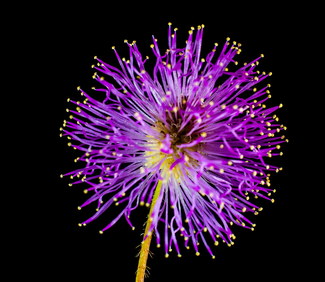 500,000+ Free Small-Flower & Small Flower Images - Pixabay