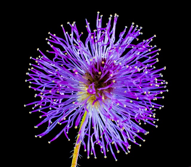 400,000+ Free Small-Flower & Small Flower Images - Pixabay
