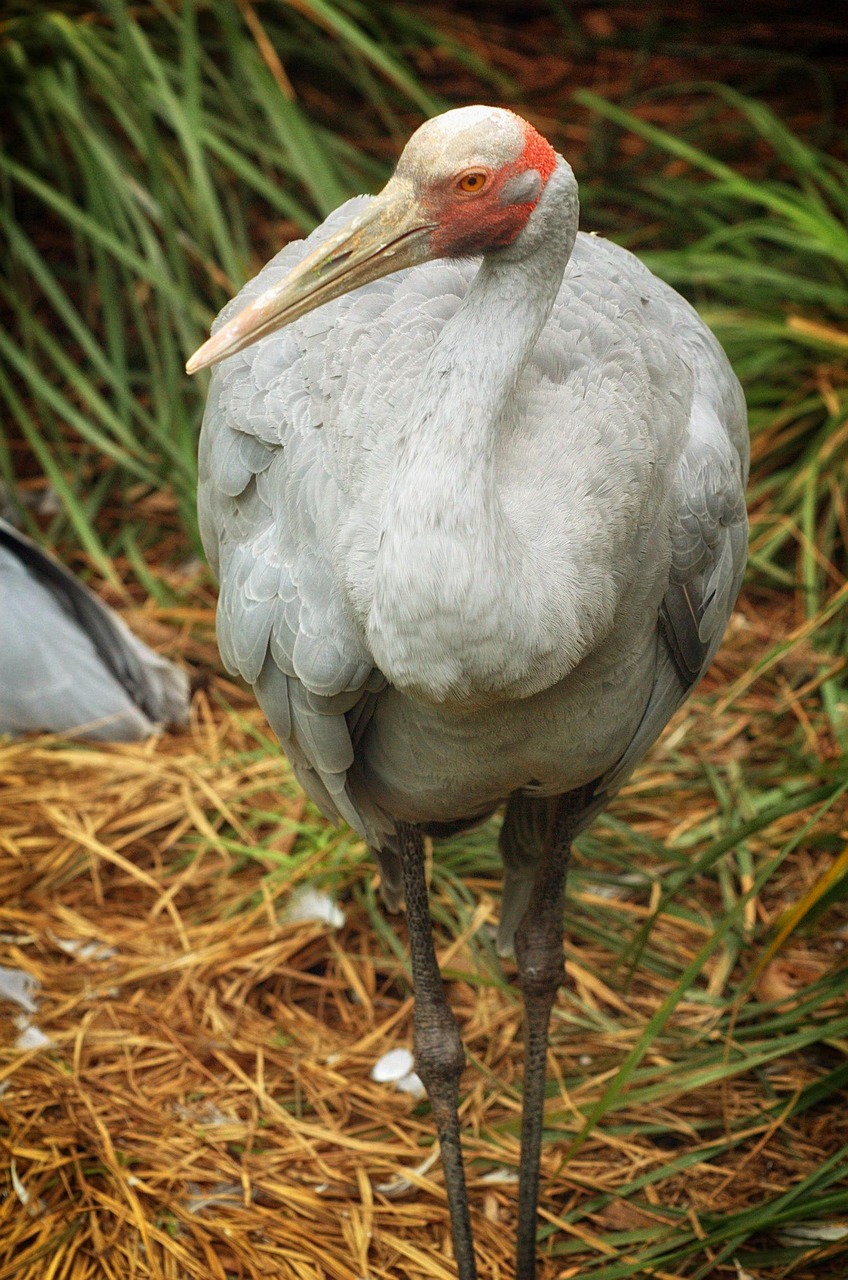Brolga Australia Bird - Free photo on Pixabay - Pixabay