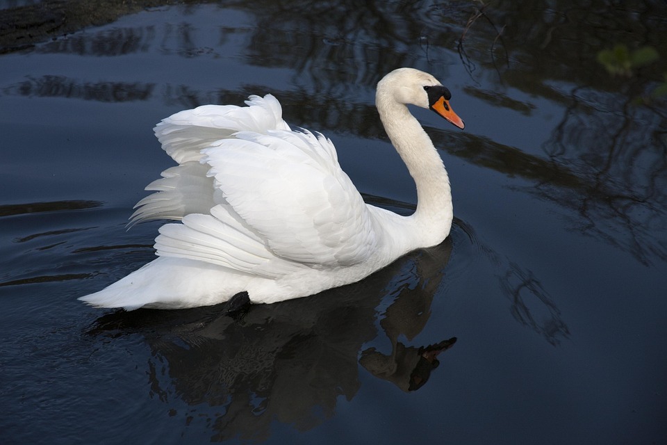 Swan Pen Water Bird - Free photo on Pixabay - Pixabay