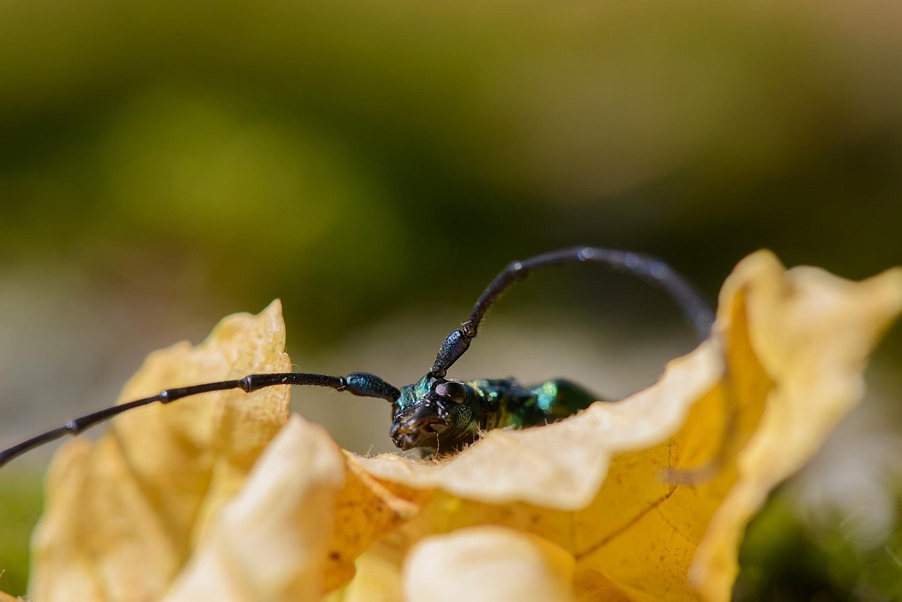 Musk Beetle Aromia Moschata - Free photo on Pixabay - Pixabay