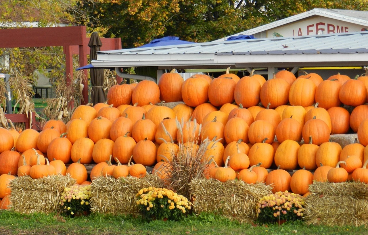 Pumpkins Patch Gourd - Free photo on Pixabay