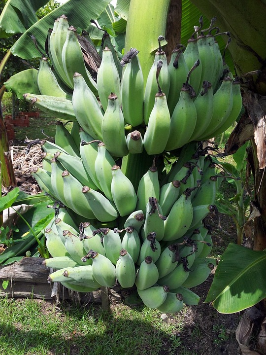 Bananen Früchte Grün - Kostenloses Foto auf Pixabay