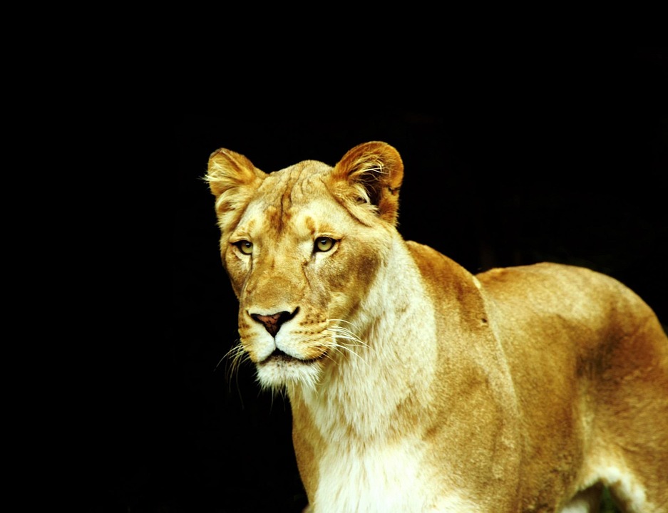 Leoa Leão Gato Grande - Foto gratuita no Pixabay - Pixabay