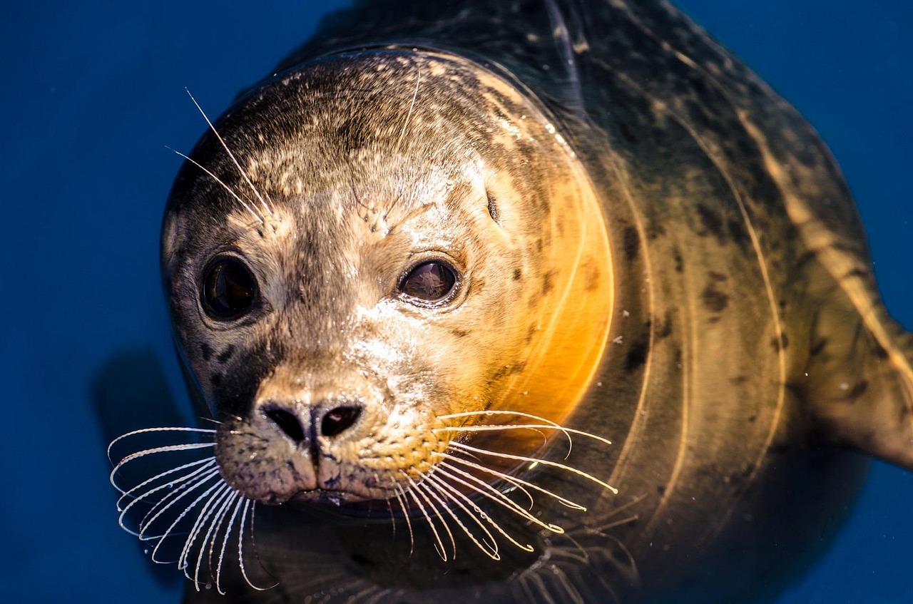 Foca Gris Animal Mar Del - Foto gratis en Pixabay - Pixabay