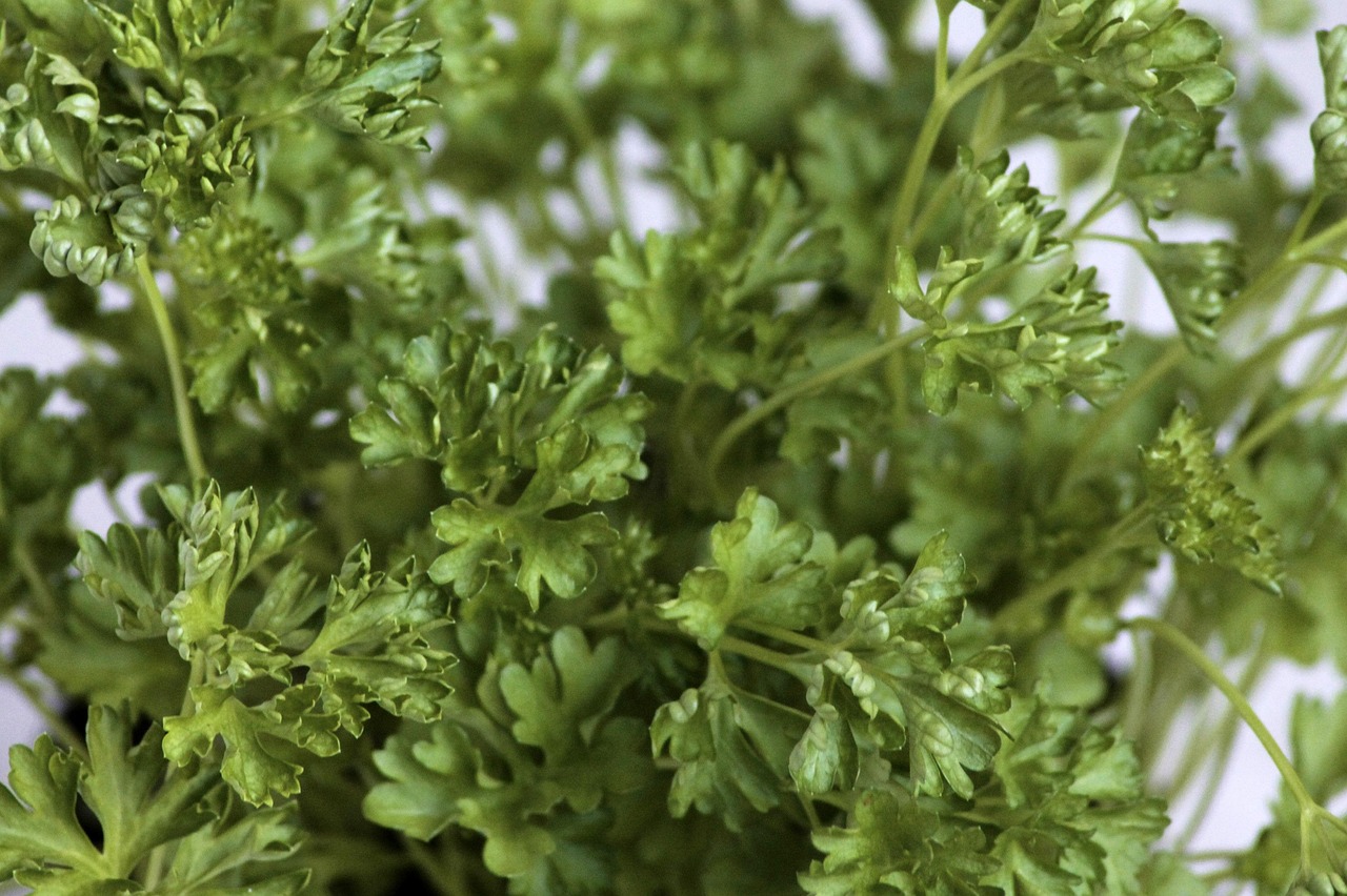 Persil Vert Assaisonnement Herbes - Photo gratuite sur Pixabay - Pixabay