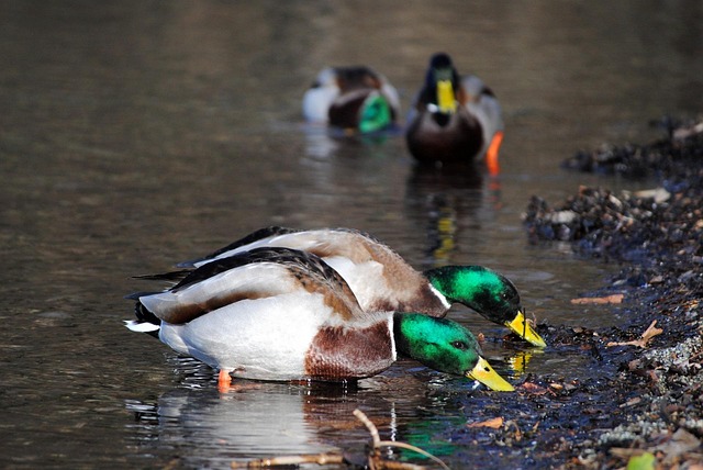 Pato Agua Lago - Foto gratis en Pixabay - Pixabay