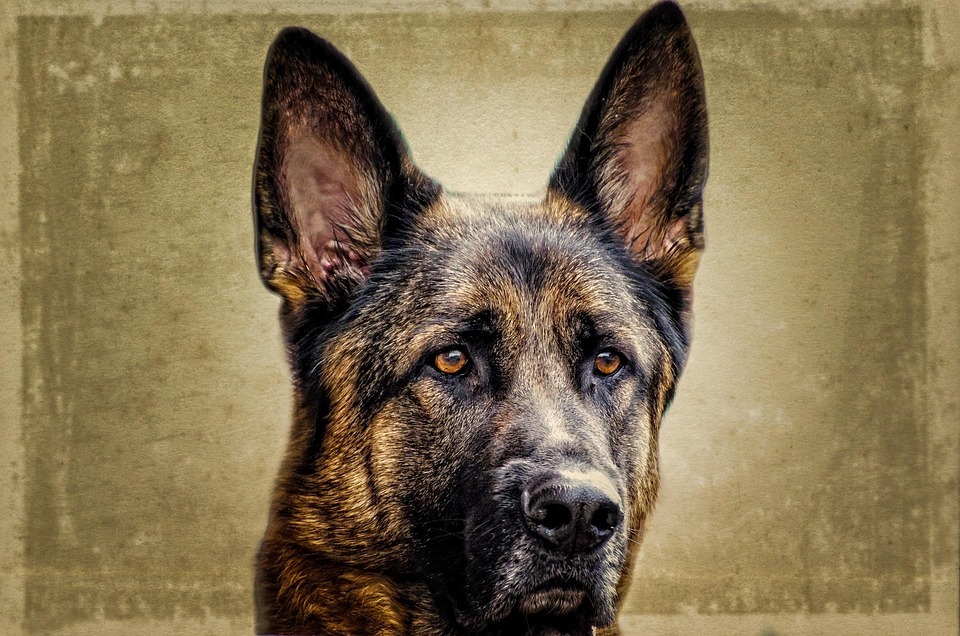 Dog Face Animal - Free photo on Pixabay - Pixabay