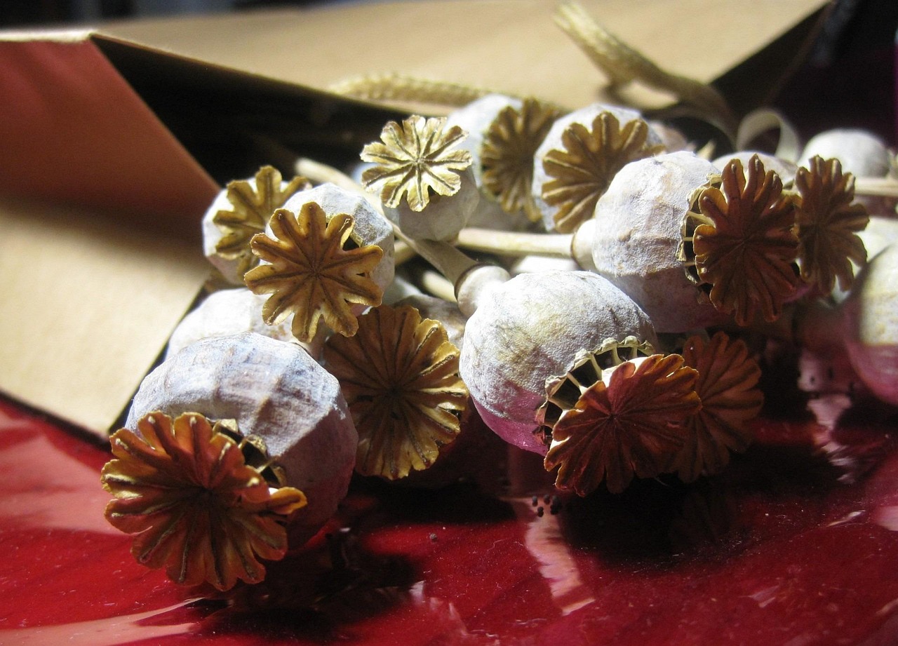 3+ Free Seed Packet & Poppy Images - Pixabay