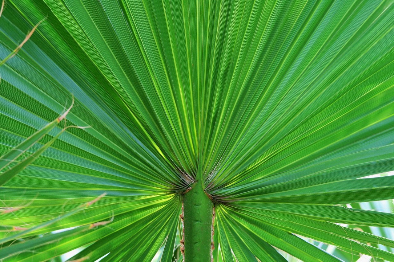 Palm Blad Fan - Gratis foto op Pixabay - Pixabay
