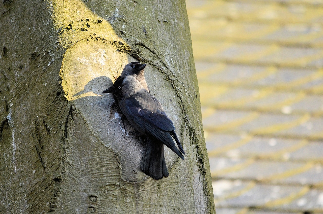 Couple Tree Bird - Free photo on Pixabay - Pixabay