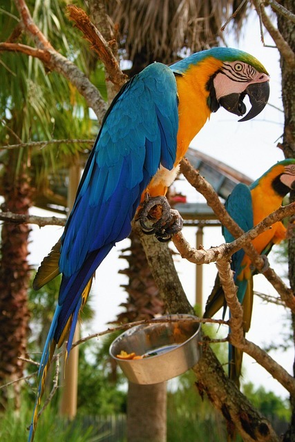 Macaw Bird Blue - Free photo on Pixabay