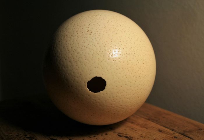 50+ Free Ostrich Egg & Egg Photos - Pixabay