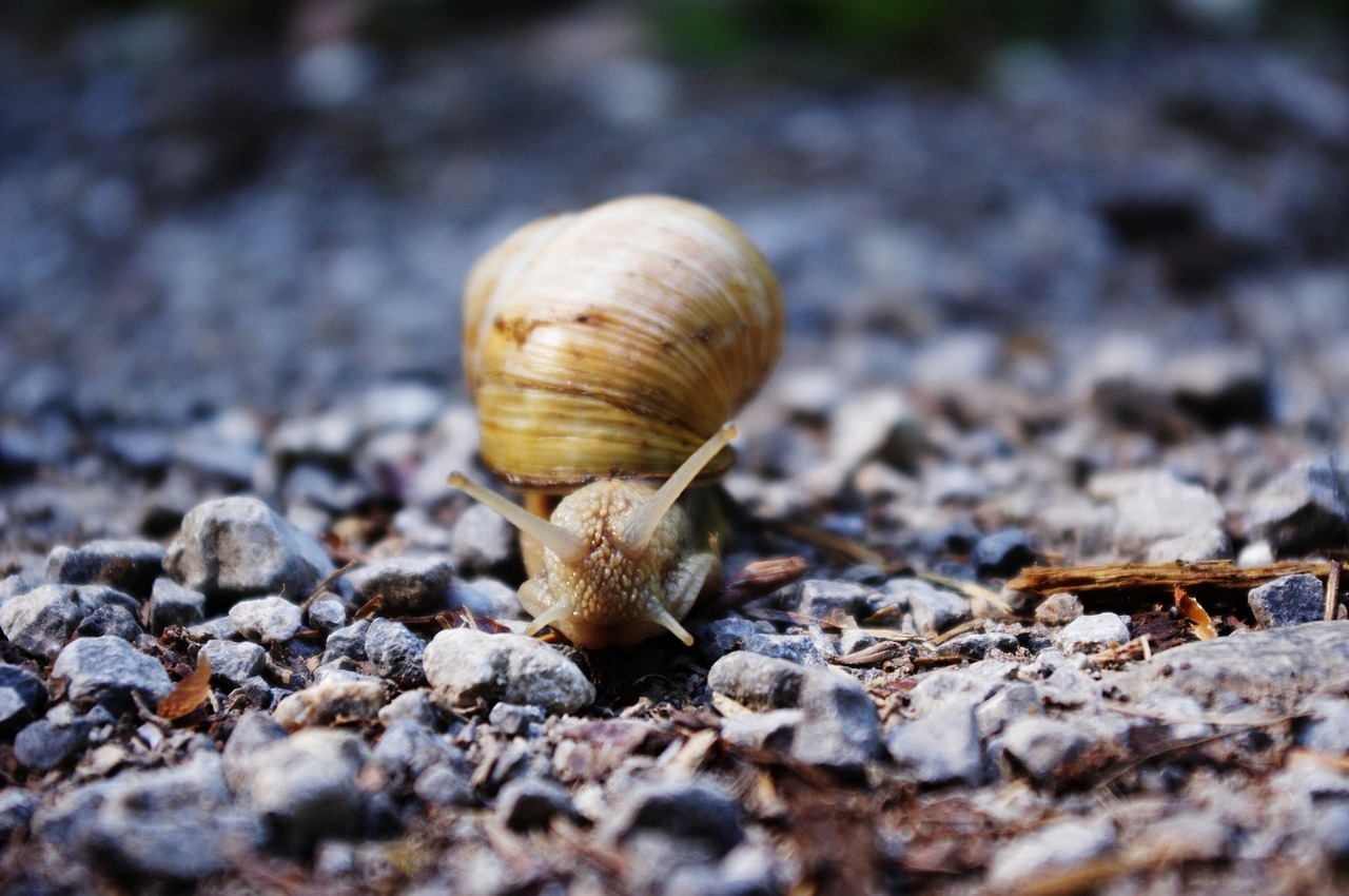 Escargot Fermer Mollusque - Photo gratuite sur Pixabay - Pixabay