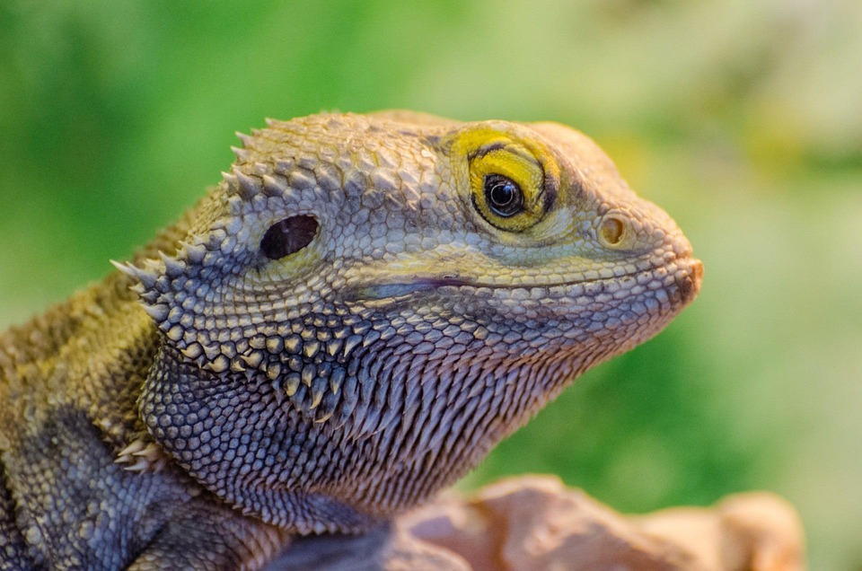 Animal Dragon Barbu Lézard - Photo gratuite sur Pixabay