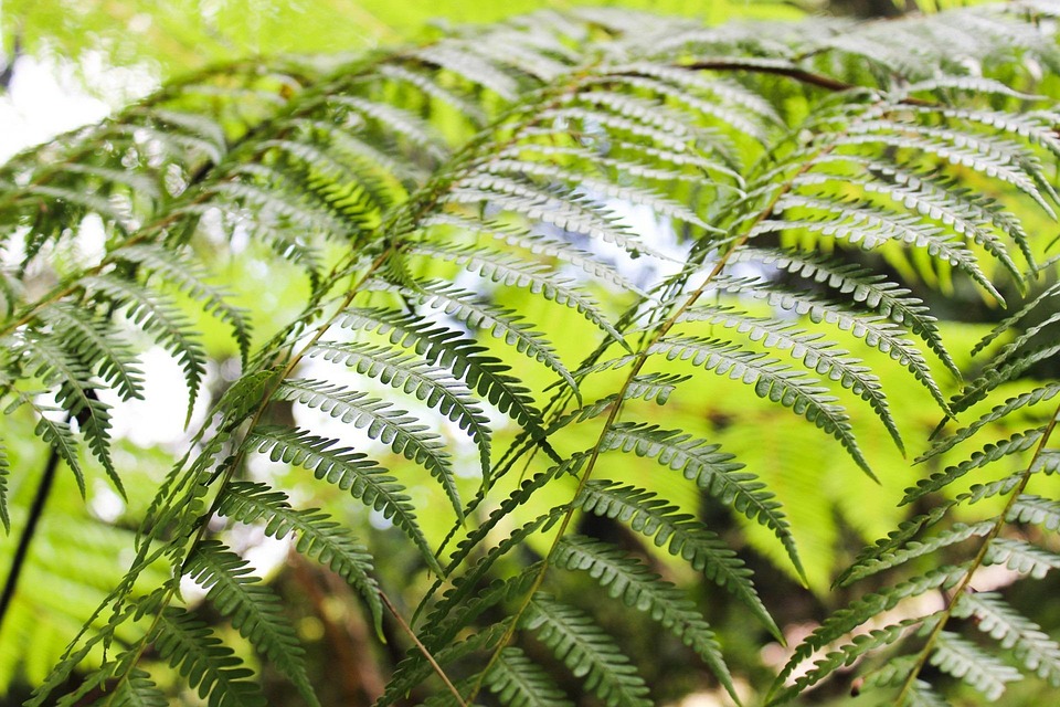 Sword Fern Leaves - Free photo on Pixabay - Pixabay