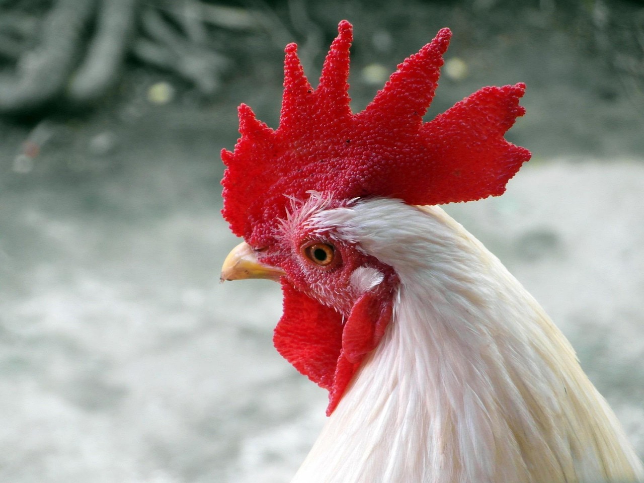 Animal Bird Live - Free photo on Pixabay - Pixabay
