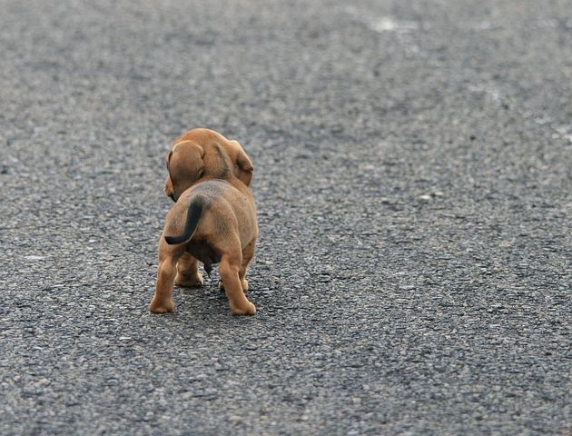 2,000+ Free Small Dog & Dog Images - Pixabay