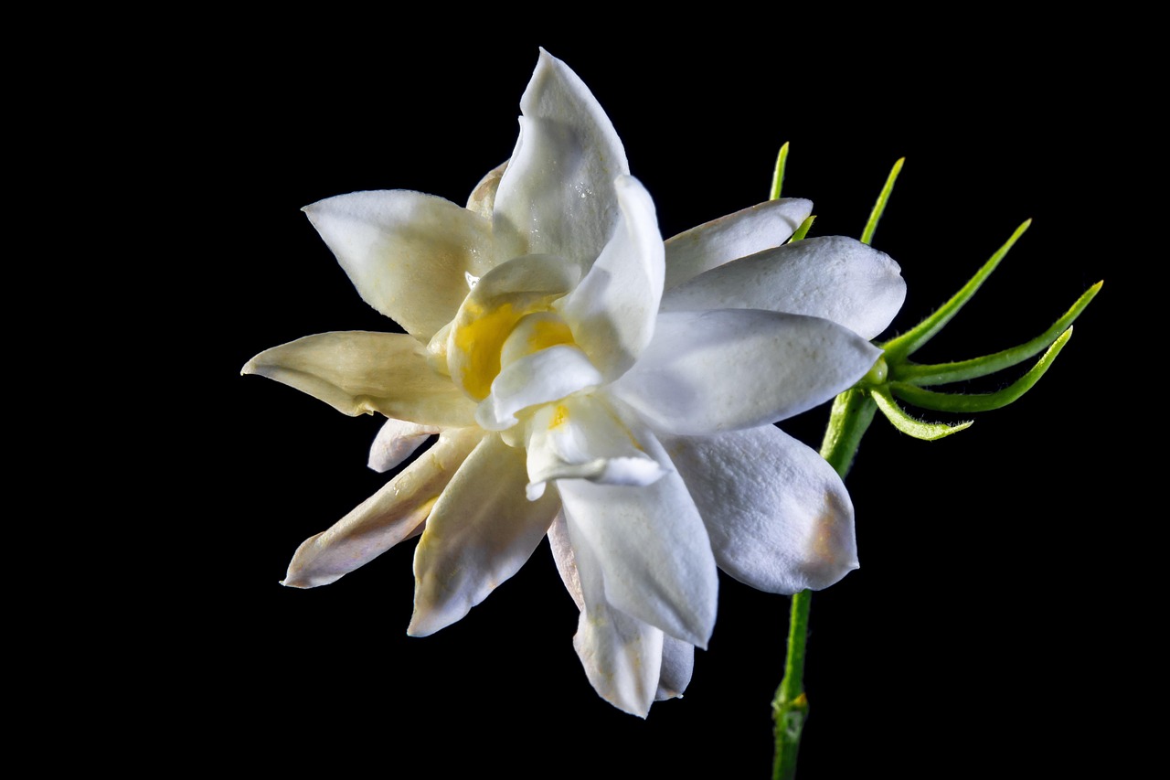 Wildflower Blossom Bloom - Free photo on Pixabay