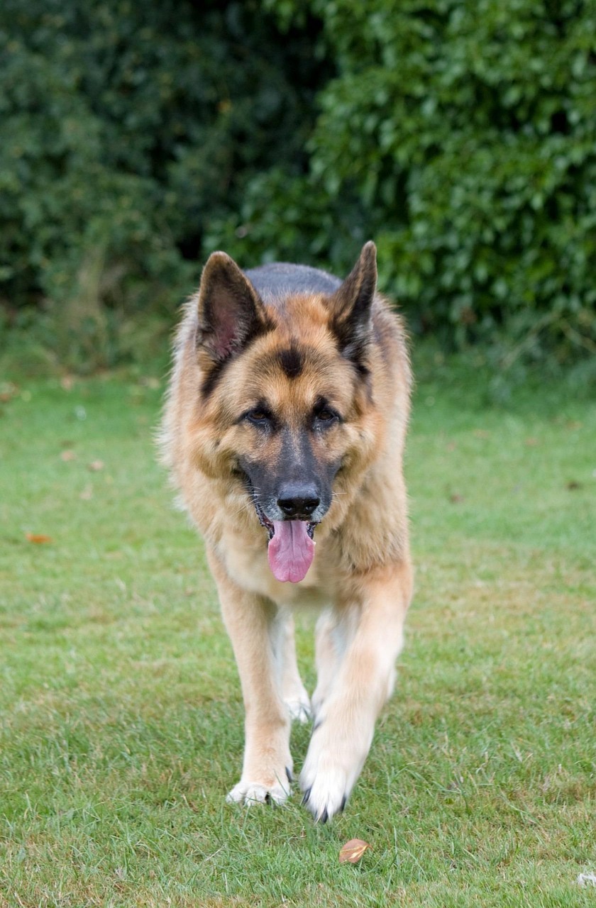 Dog German Shepherd Alsatian - Free photo on Pixabay - Pixabay