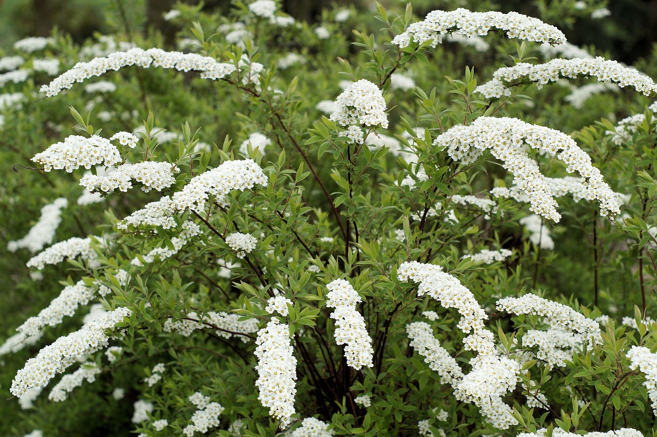 Planta Arbustos Blanco - Foto gratis en Pixabay - Pixabay