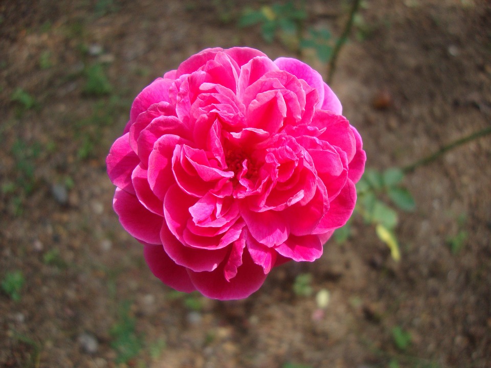 Rose Bloom Fragrance - Photo gratuite sur Pixabay - Pixabay