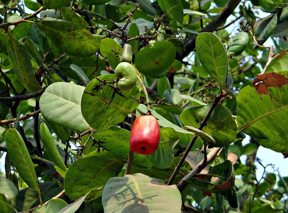 Noix De Cajou Inde Fruit - Photo gratuite sur Pixabay