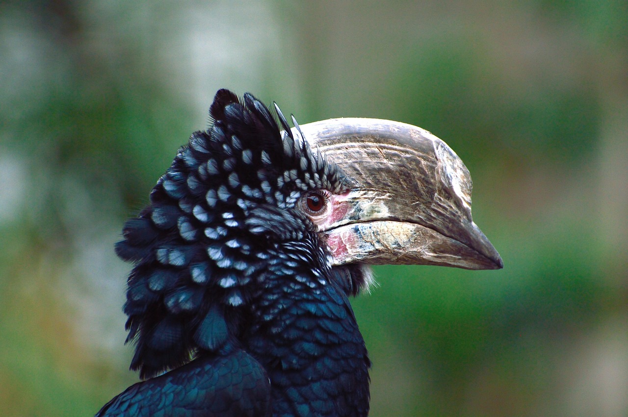 200+ Free Hornbill & Bird Images - Pixabay