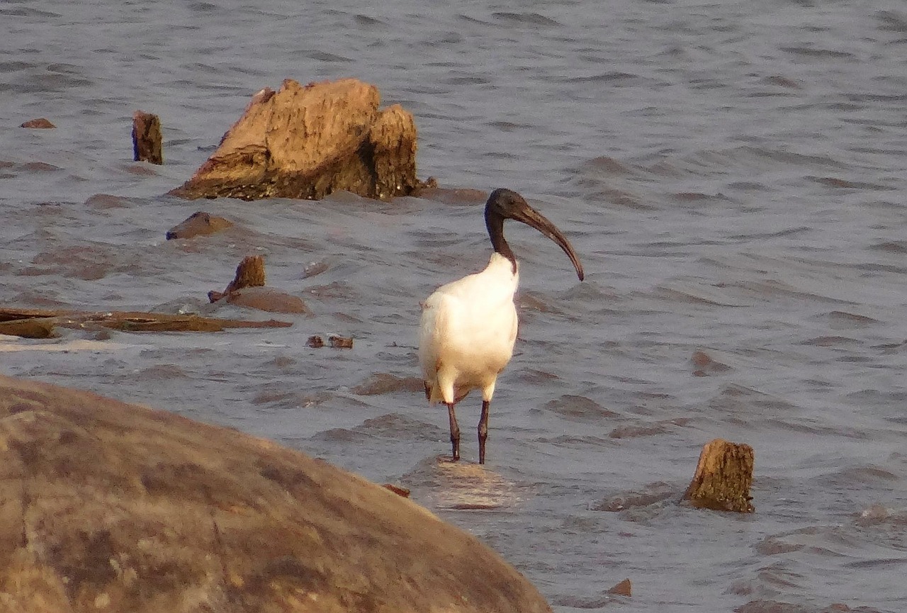 Asiatic White Ibis Whie - Free photo on Pixabay