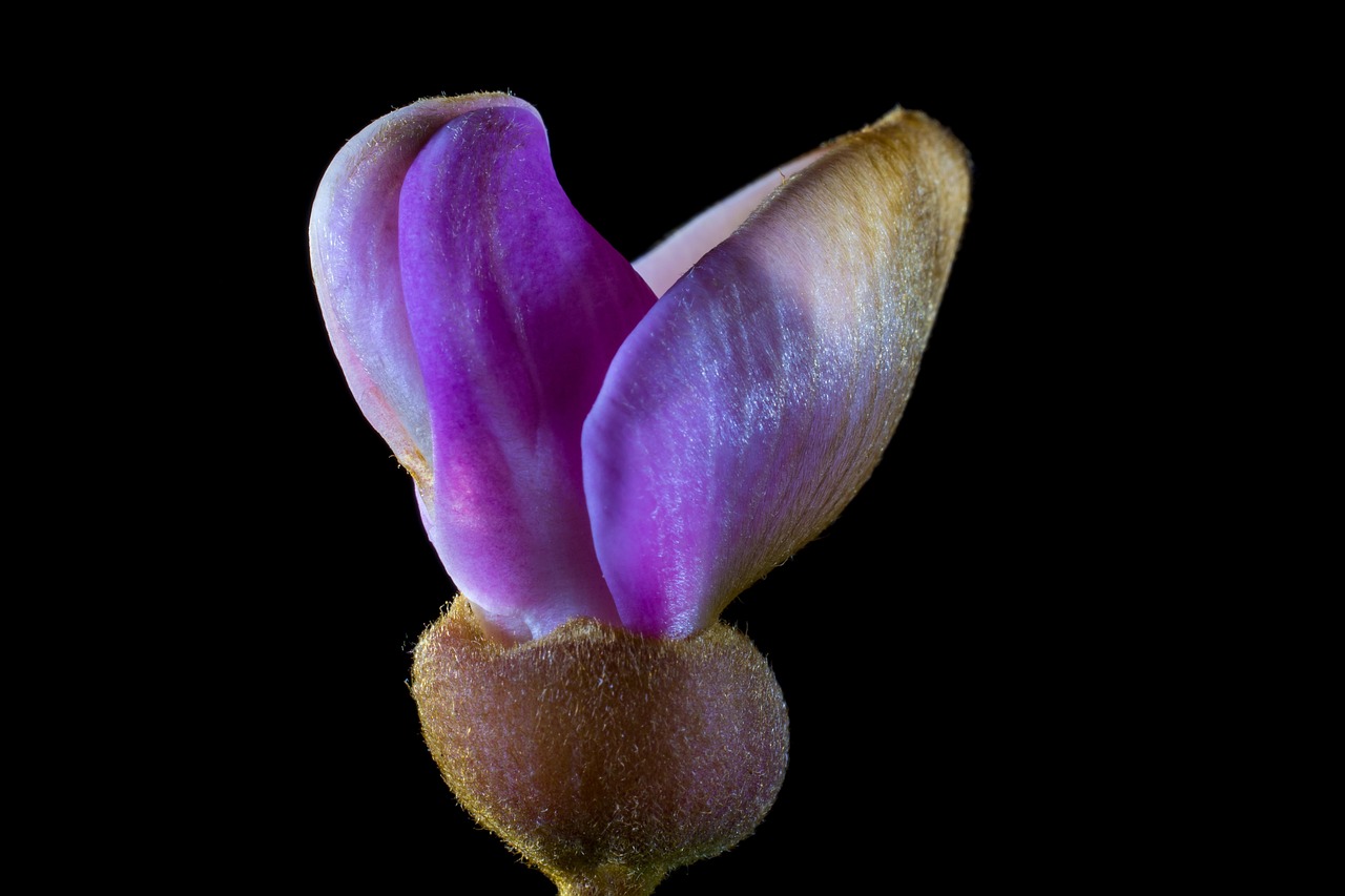 Bunga Menjalar Mekar Kecil - Foto gratis di Pixabay - Pixabay