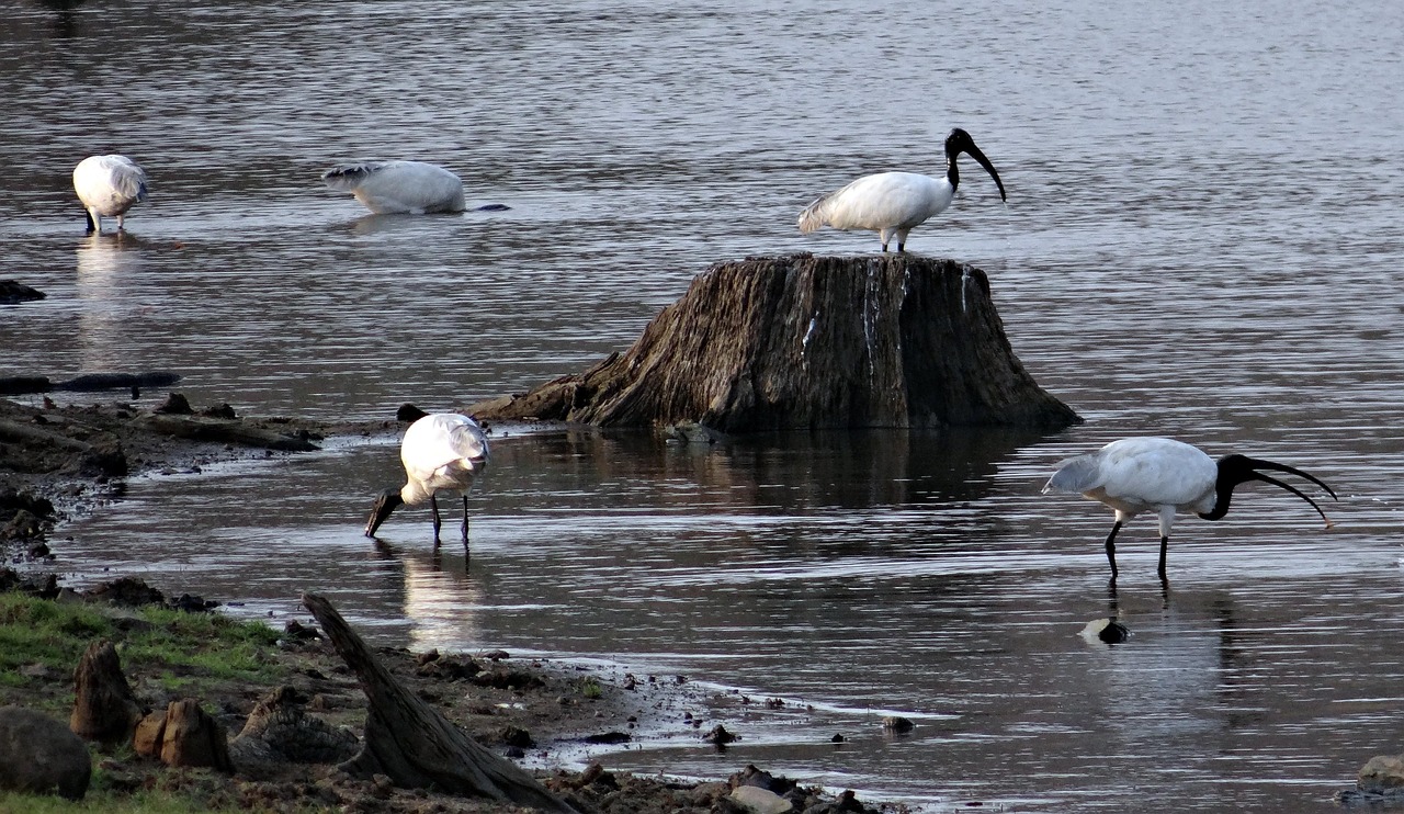 Ibis Blanco Pájaro Ave - Foto gratis en Pixabay
