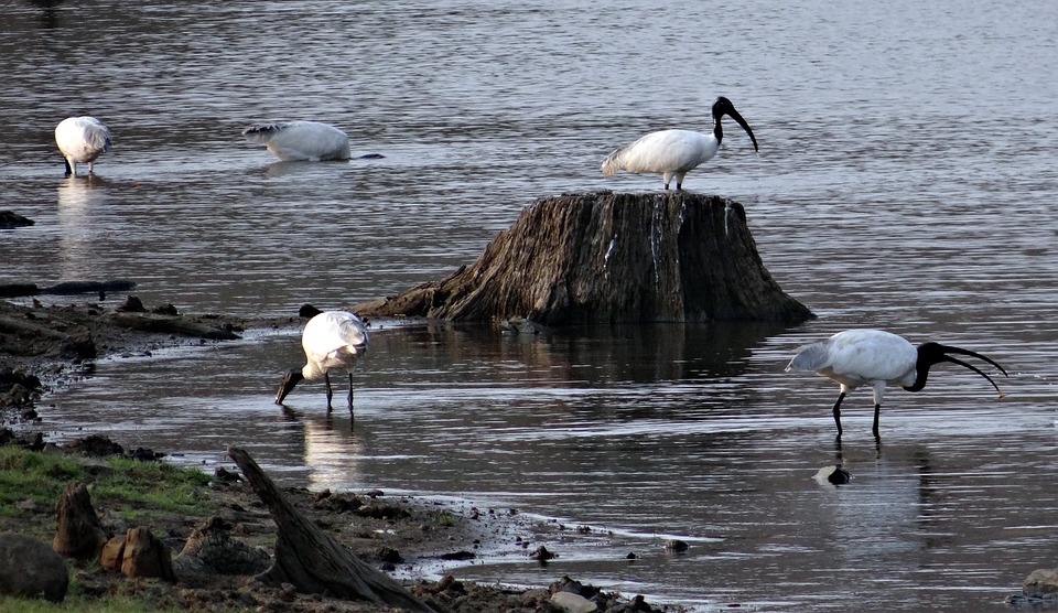 Ibis Blanco Pájaro Ave - Foto gratis en Pixabay