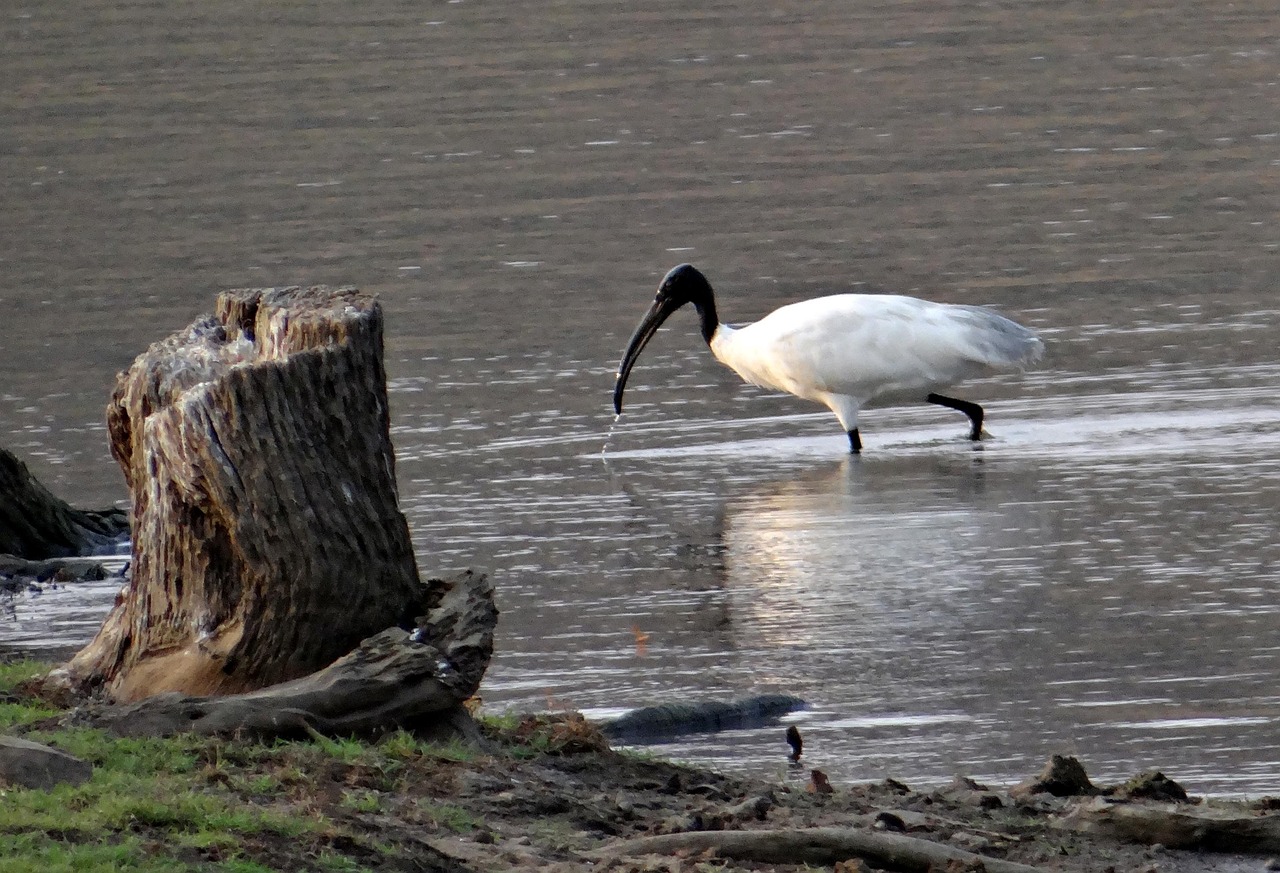 White Ibis Bird - Free photo on Pixabay - Pixabay