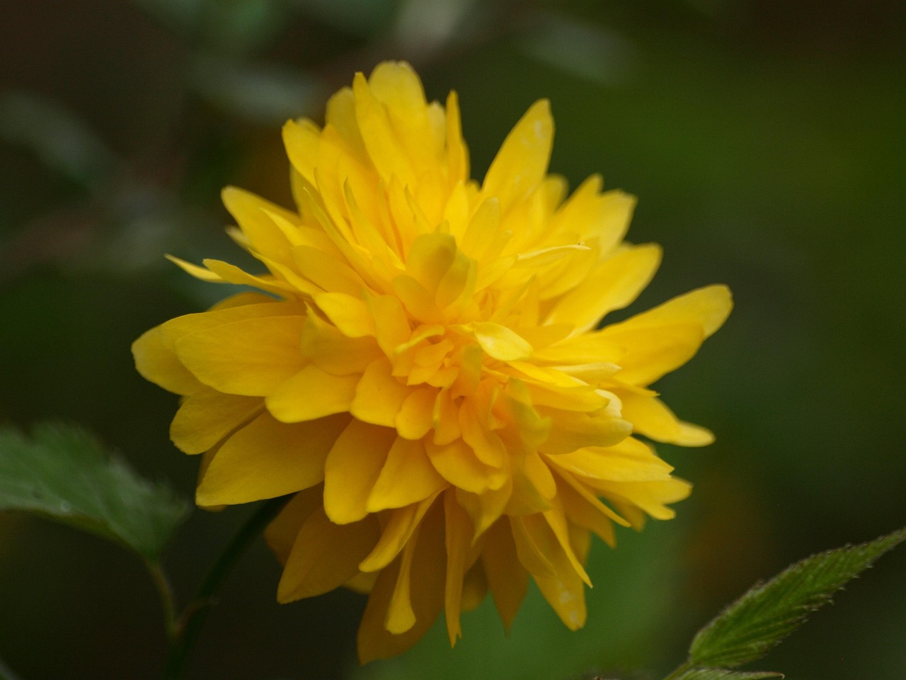 Ranúnculo Flor De Ranunculus - Foto gratis en Pixabay - Pixabay