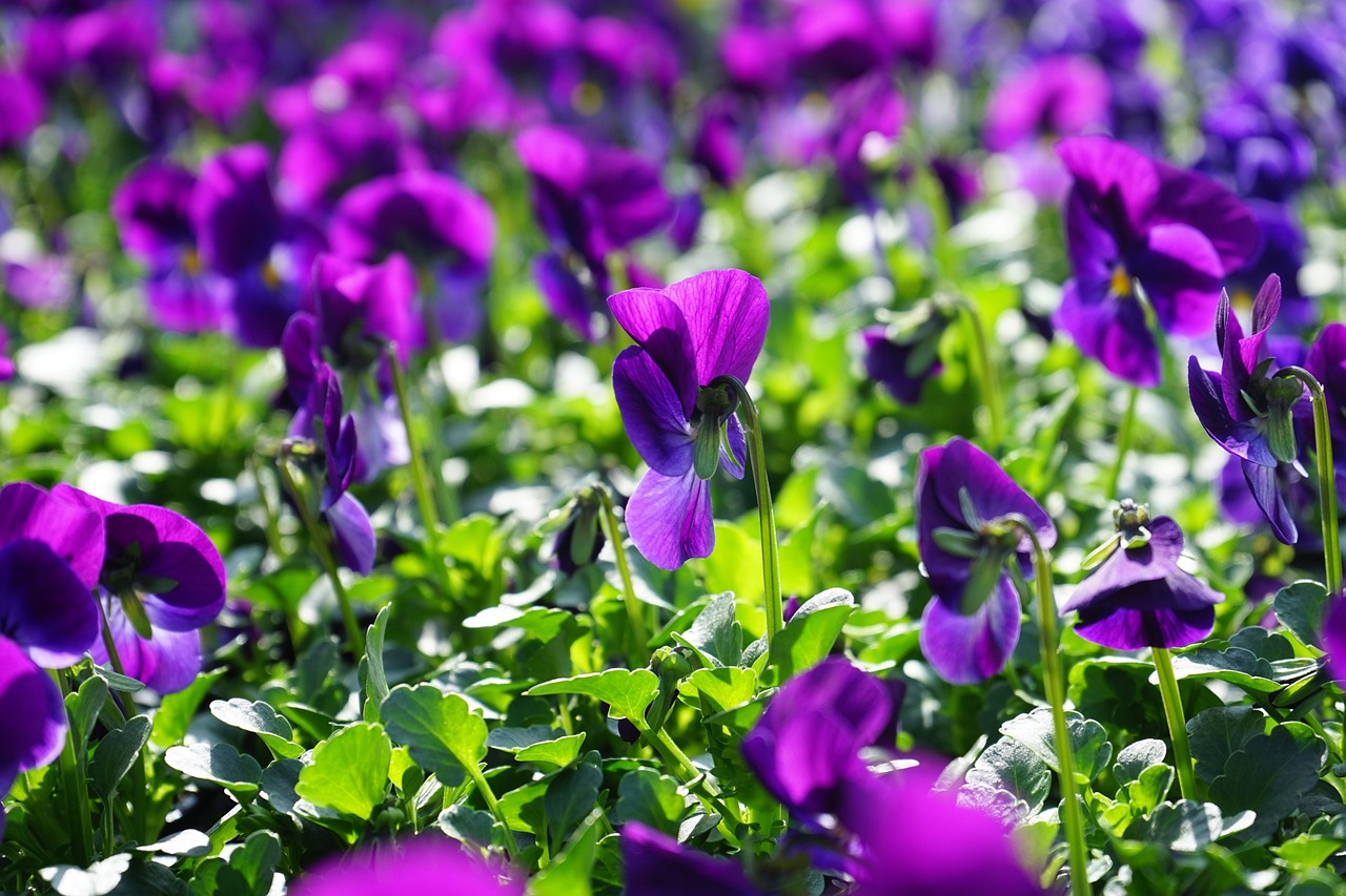Pansy Flower Blossom - Free photo on Pixabay