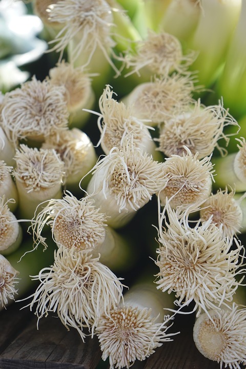 Lauch Wurzelansatz Wurzeln Allium - Kostenloses Foto auf Pixabay