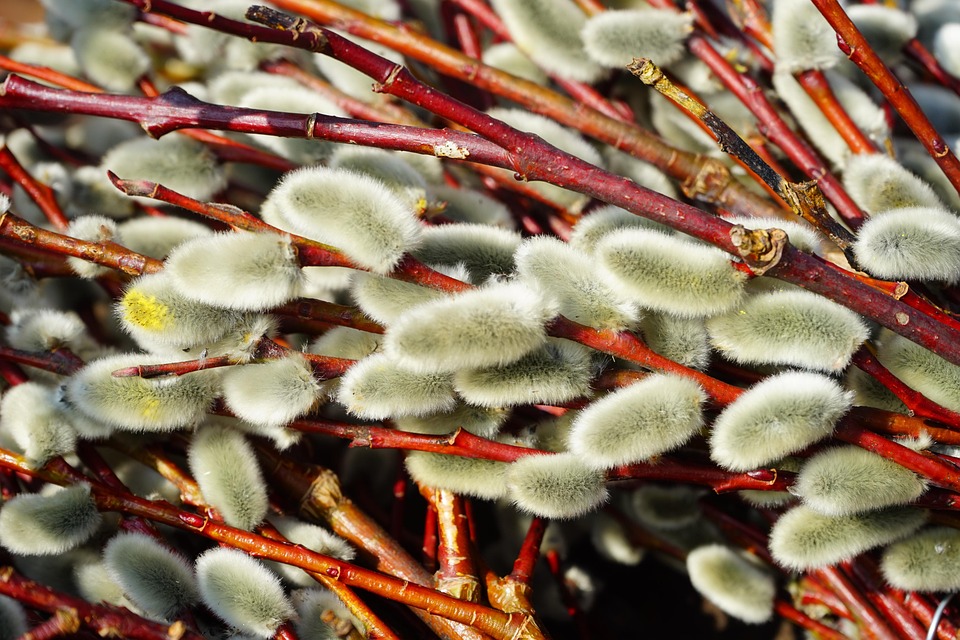 Willow Catkin Blossom Bloom - Free photo on Pixabay - Pixabay