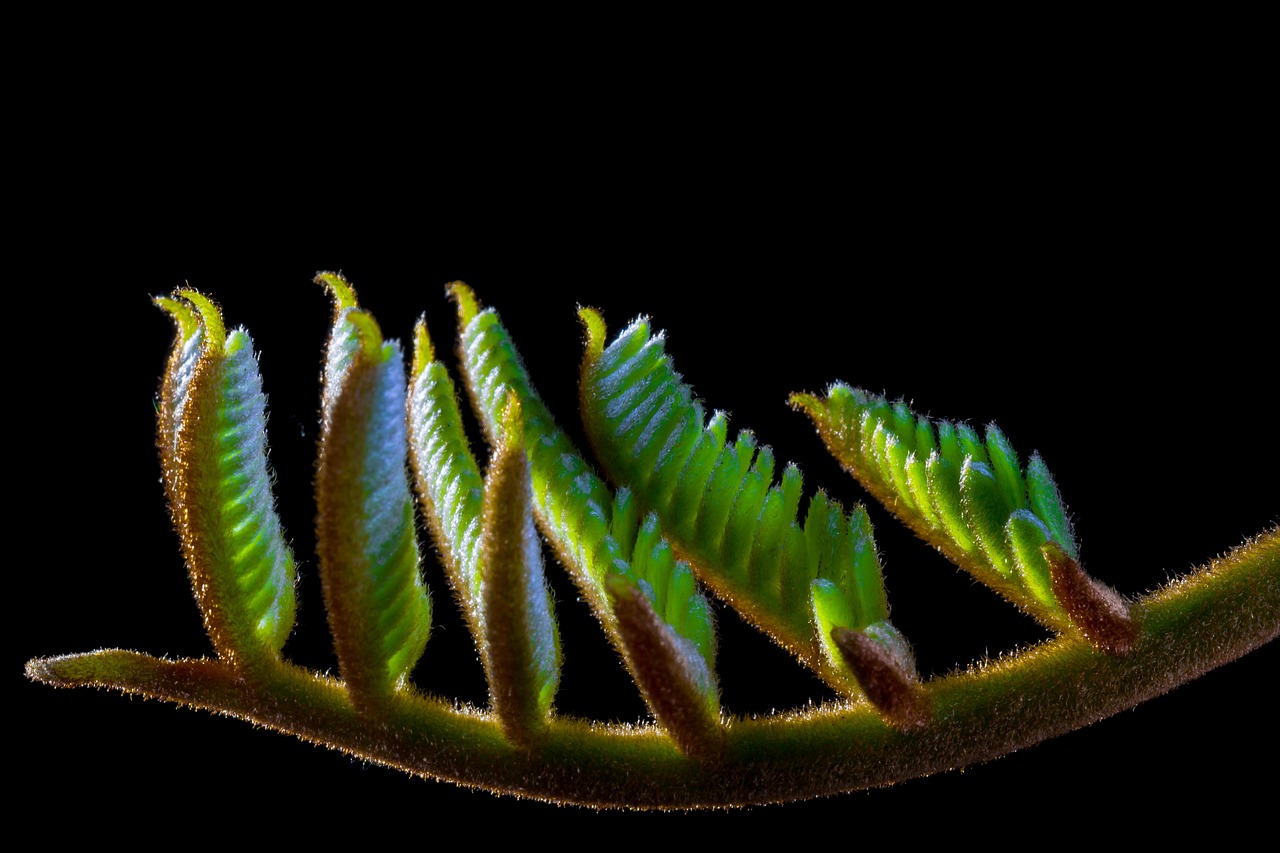 Young Leaves Boy Shoots Spring - Free photo on Pixabay - Pixabay
