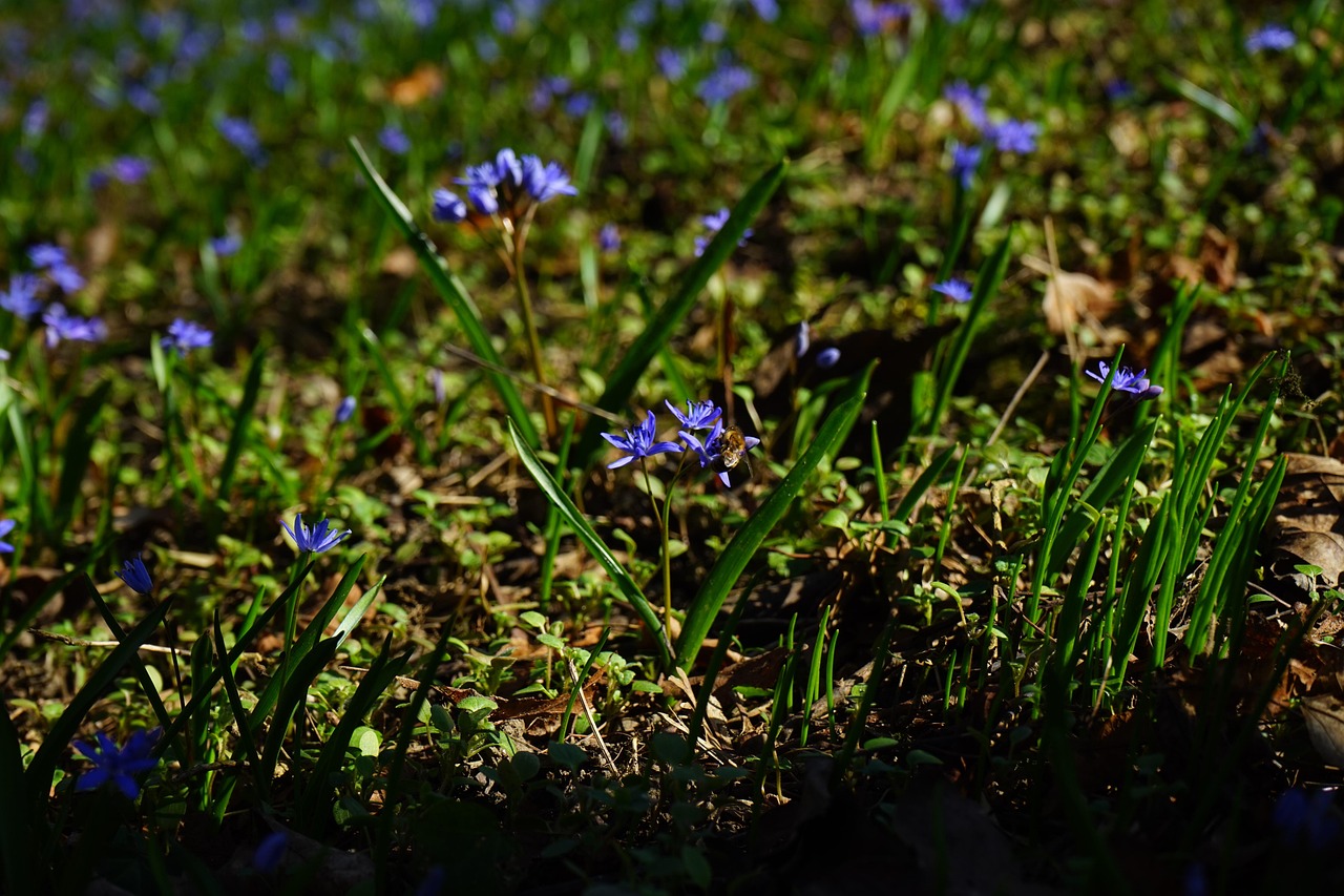 Blue Star Scilla Blossom - Free photo on Pixabay - Pixabay