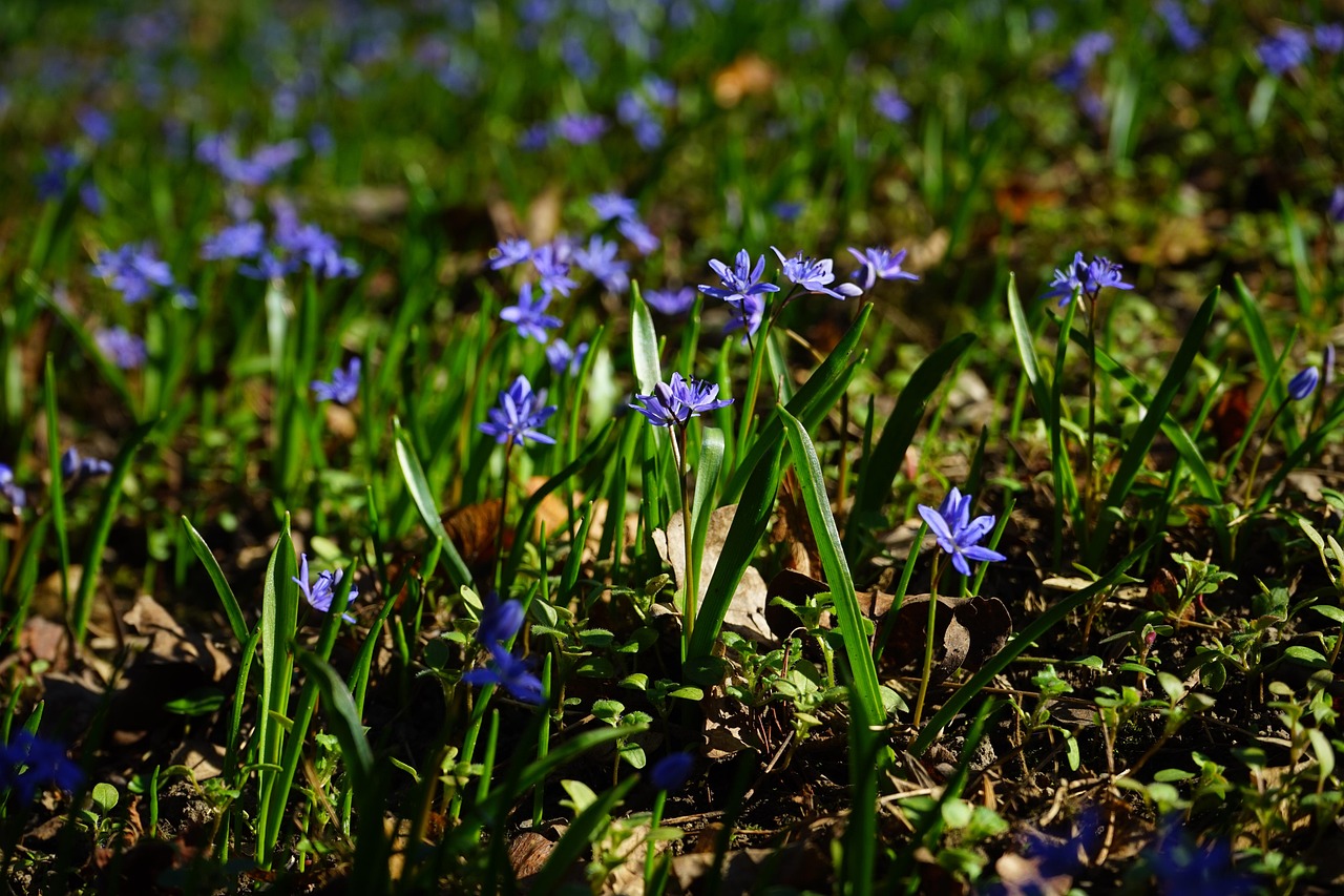 Estrella Azul Cebolla Albarrana - Foto gratis en Pixabay - Pixabay