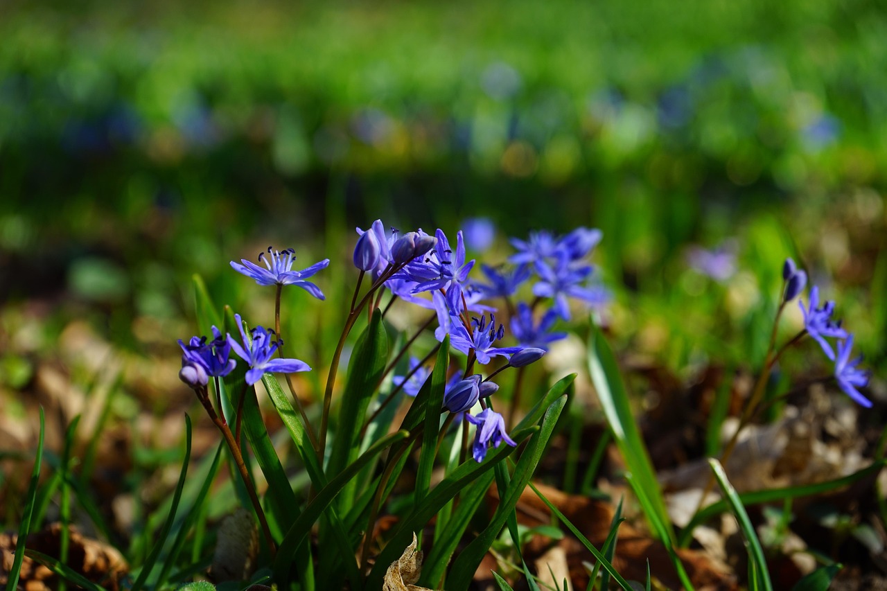 Blue Star Scilla Blossom - Free photo on Pixabay