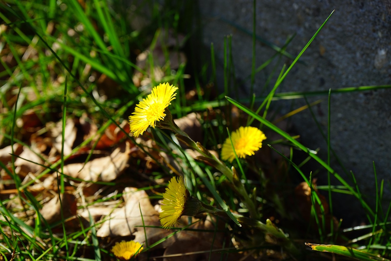 Huflattich Tussilago Farfara Blume - Kostenloses Foto auf Pixabay - Pixabay
