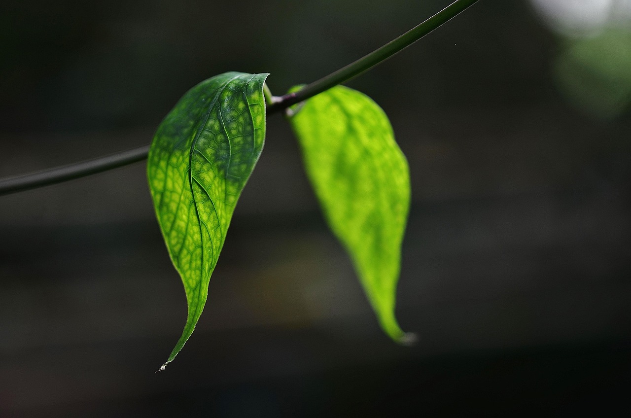Garden Plants Leaves - Free photo on Pixabay
