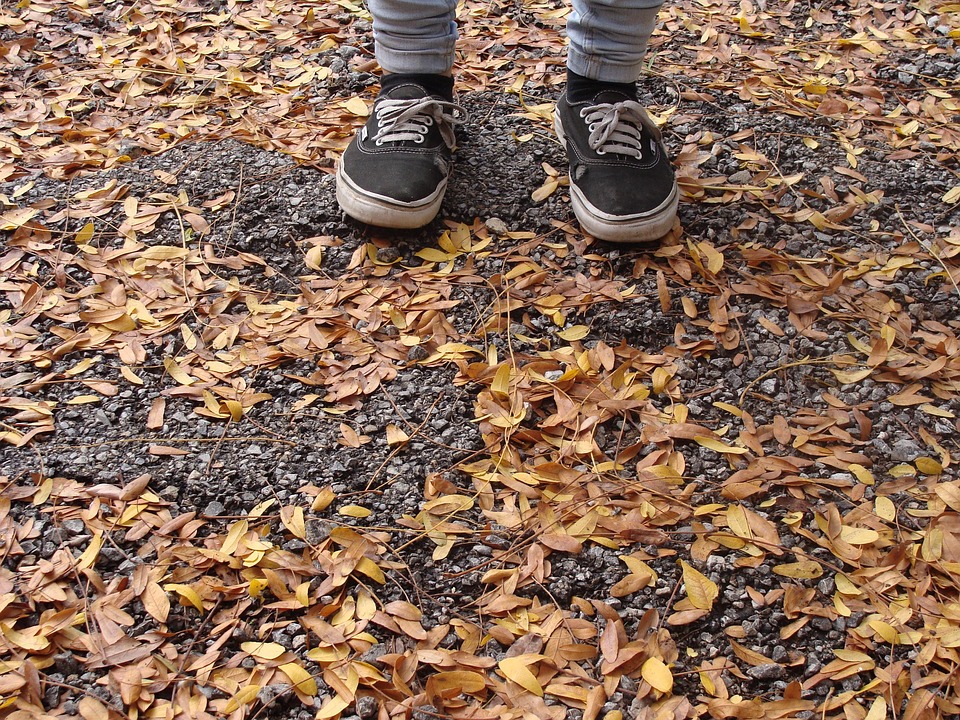 Autumn Sheets Leaves - Free photo on Pixabay - Pixabay