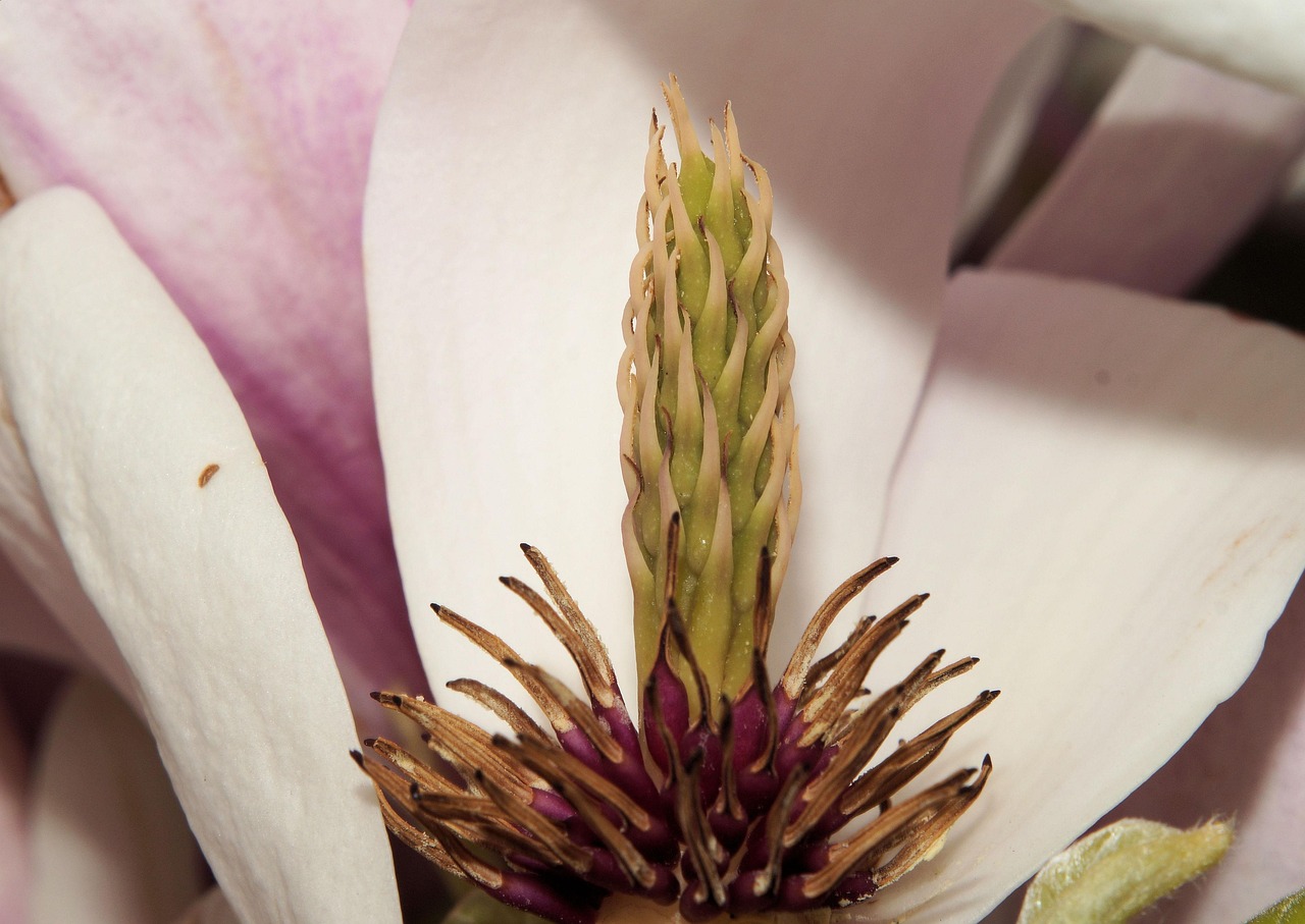 Magnolia Family Magnoliaceae